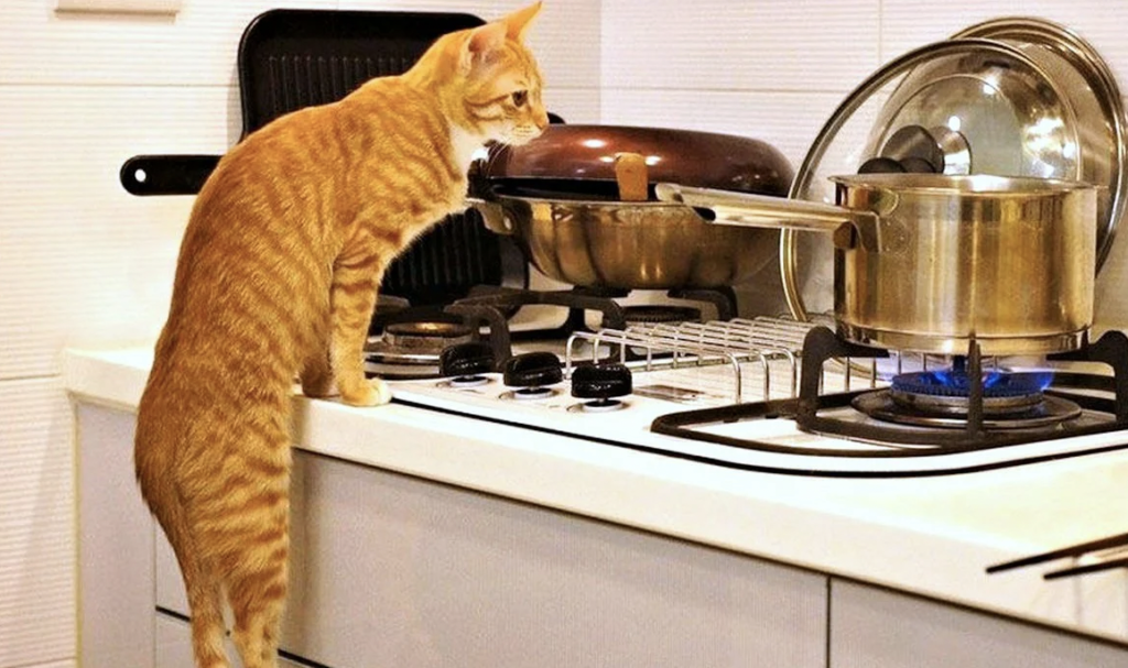 The cat wouldn’t stop yowling in the kitchen: the owner was about to ...